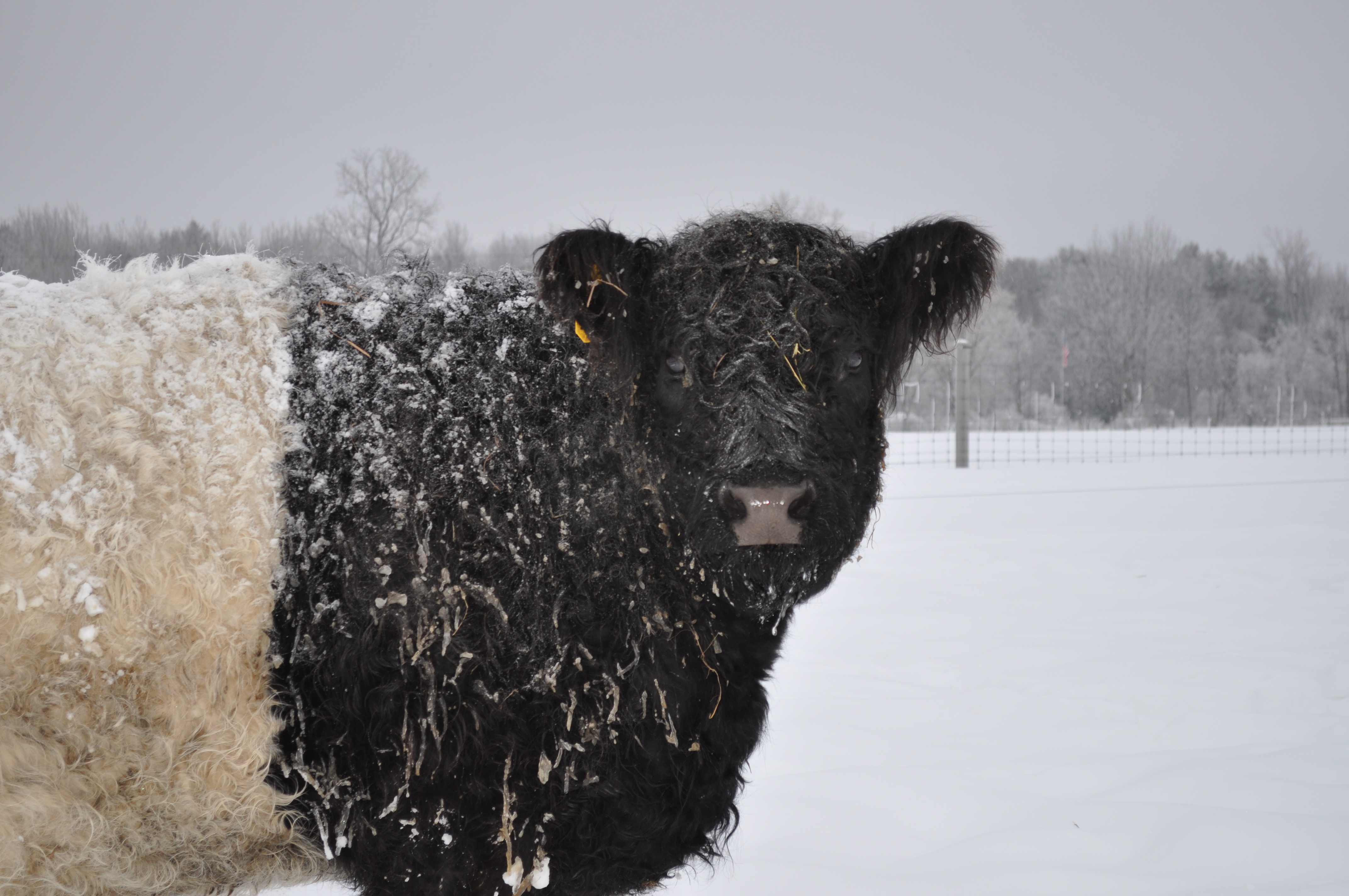 Cow in Winter – Wildflower Farm